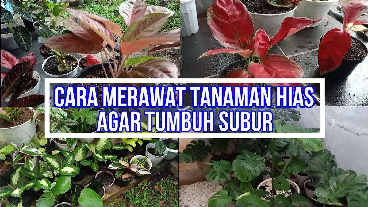 5 Cara Mudah Merawat Tanaman Hias agar Tetap Sehat dan Subur, Bikin Betah Lihat Pemandangan di ...