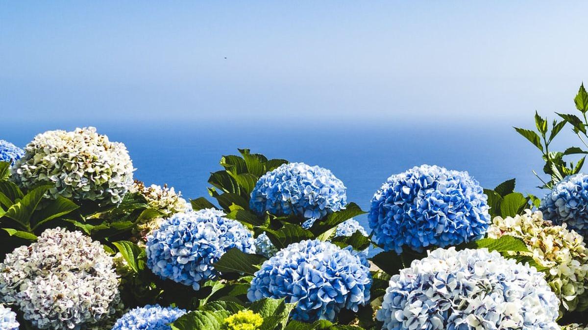 Imbas Kebun Bunga Rusak Terinjak Wisatawan, Surga Hortensia di Kota ...