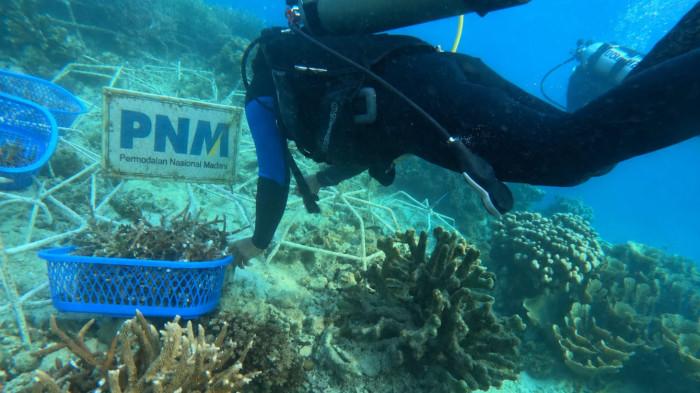 Jaga Ekosistem Laut PNM Tanam 70 Ribu Mangrove 2.000 Bibit Terumbu ...