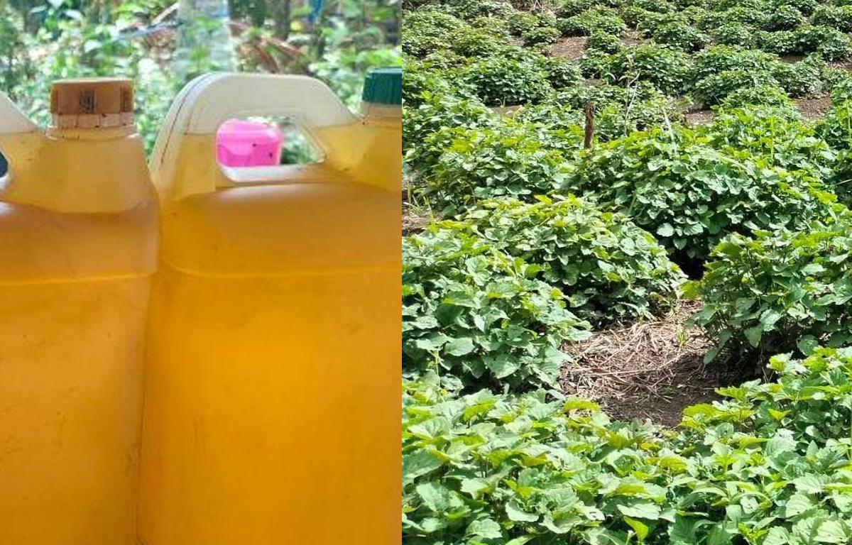 Harga Minyak Nilam di Pasar Lokal dan Internasional Sebenarnya Mulai Naik, Kualitas PA Jadi ...