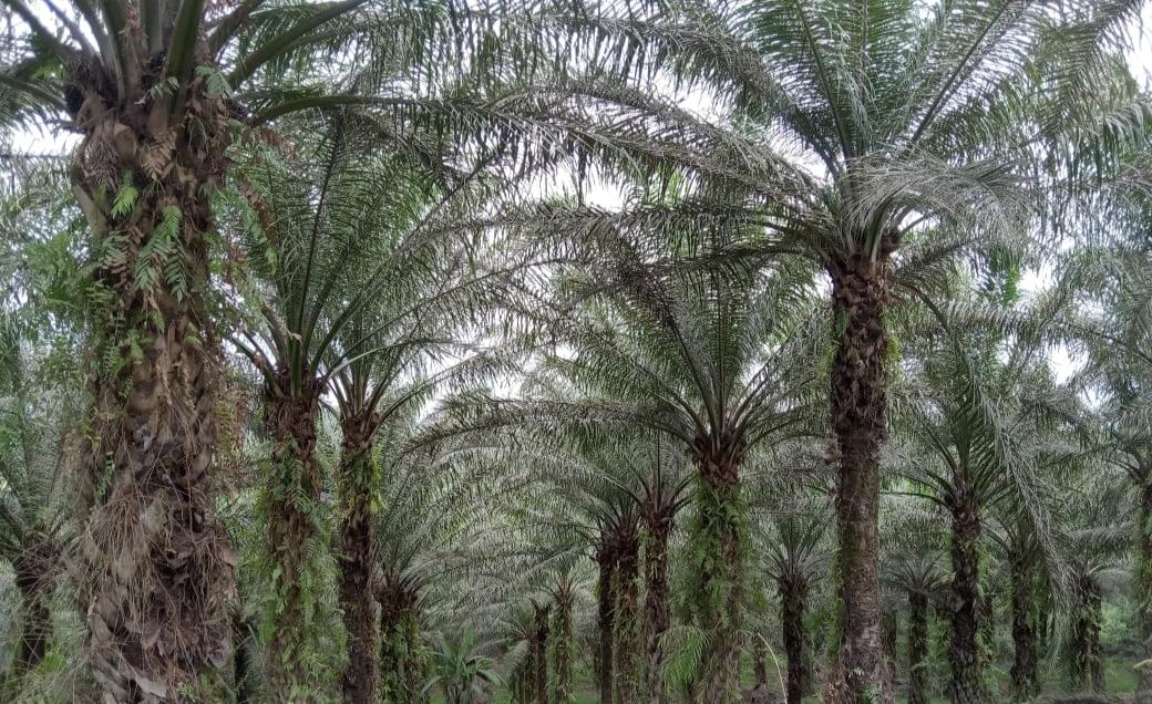 Makin Melebar, Serangan Ulat Api ke Tanaman Kelapa Sawit di Mamuju ...