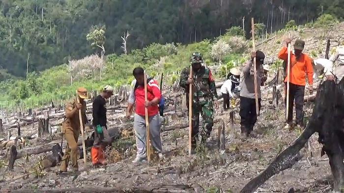 3 Hektare Lahan di Tetelupai Lasolo Konawe Utara Sulawesi Tenggara Ditanami Padi Gogo dan Jagung ...