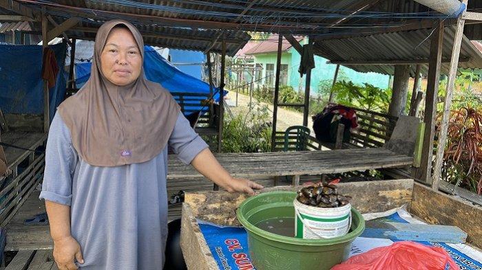 Harga Kerang Pokea di Konawe Sulawesi Tenggara, Bahan Sate hingga ...