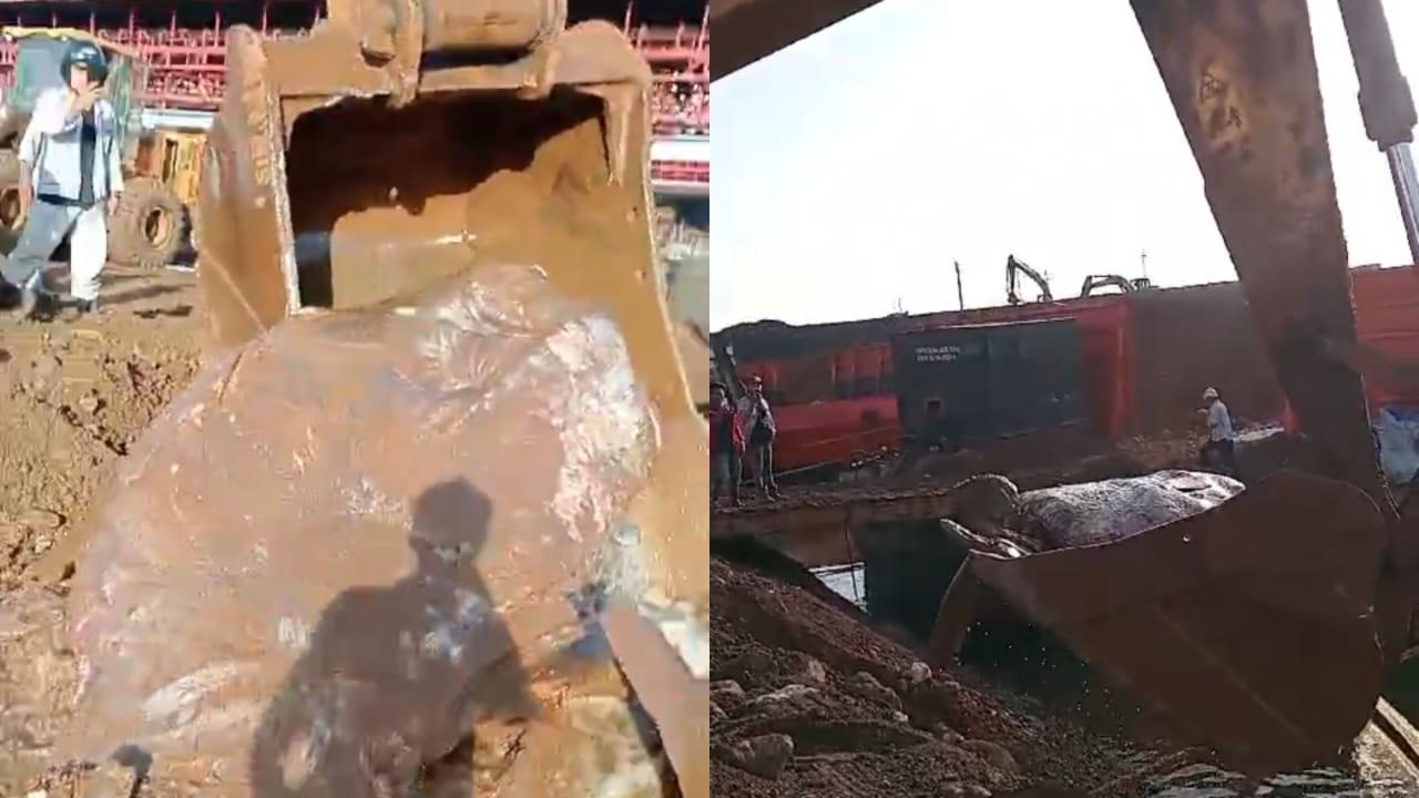 Video Viral Ikan Raksasa Terdampar di Jetty Morosi Konawe Sulawesi ...