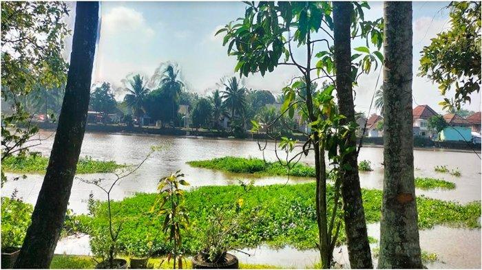 Pulau Enceng Gondok Penuhi Aliran Sungai Komering di Kecamatan Kayuagung, Ganggu Aktivitas Warga ...