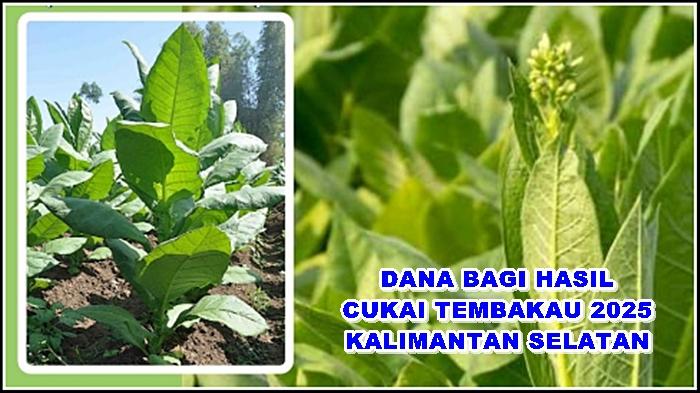 Rincian Dana Bagi Hasil Cukai Tembakau 2025 di Kalimantan Selatan, 13 Kabupaten/Kota Terima ...