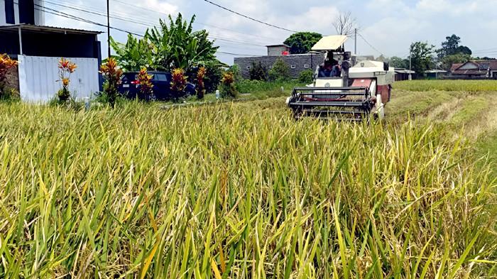 Upaya DKPP Lindungi Lahan Persawahan di Kota Blitar Agar Tak Beralih ...