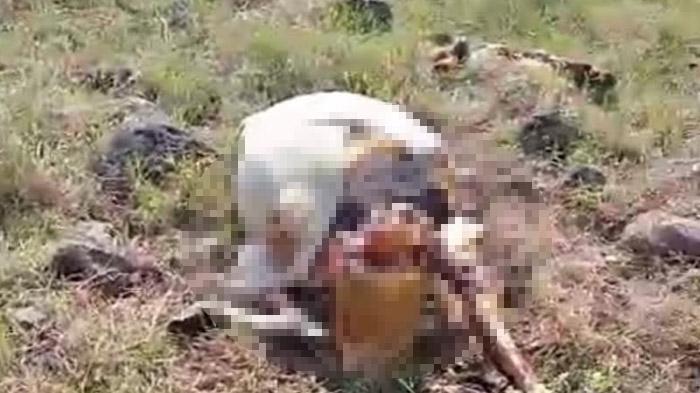 Sadis, Sapi Curian Ditemukan Tanpa Kaki, Diduga Dipotong Pencuri di ...