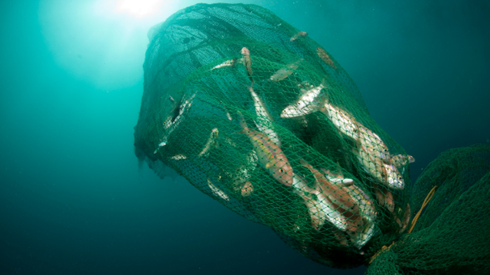 Nekat Tangkap Ikan Pakai Jaring Trawl, Tiga Nelayan Panceng di Gresik ...
