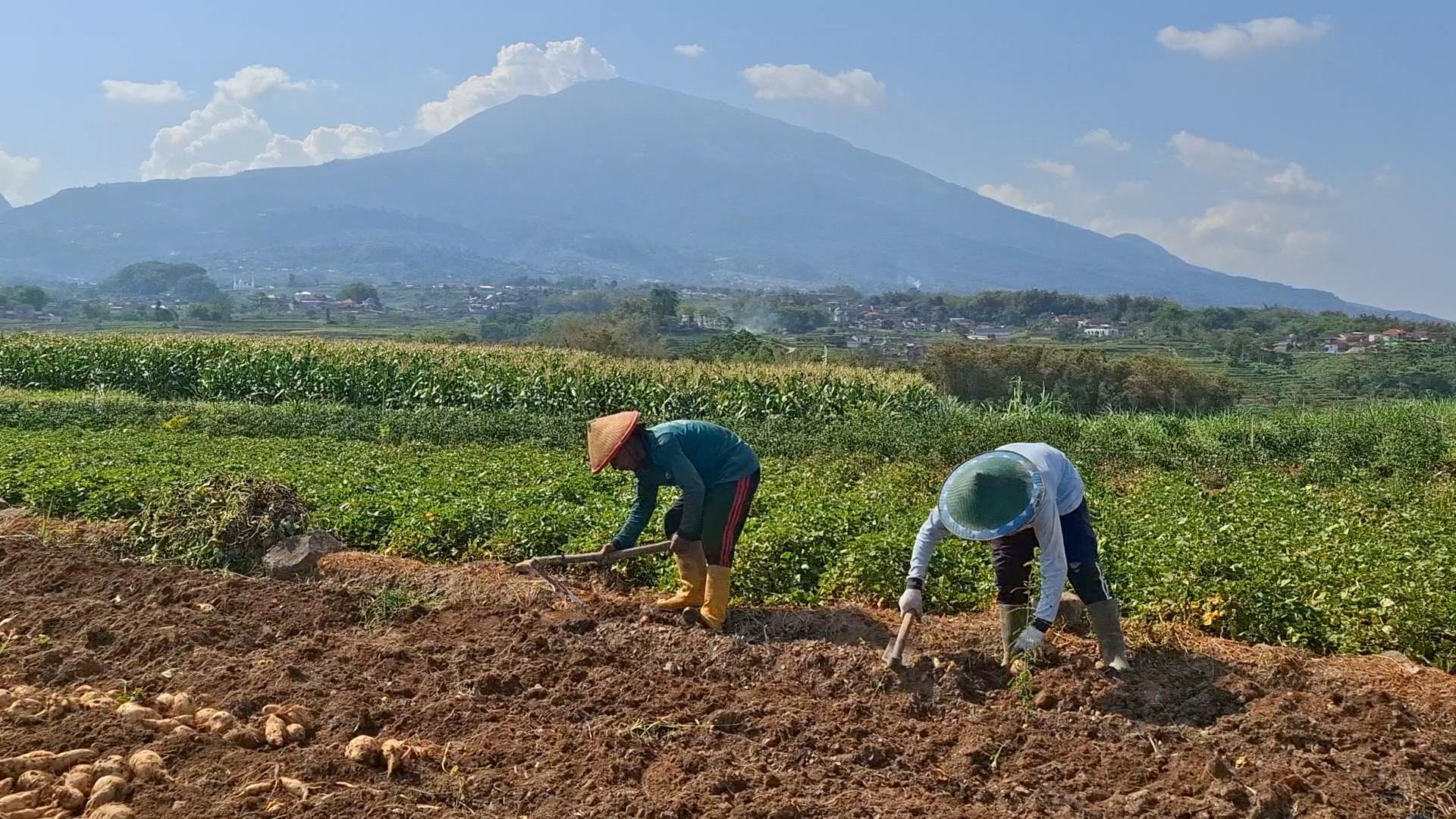 Kaki Pegunungan Lawu, Surga Tanaman Kabupaten Magetan Sajikan Potensi ...