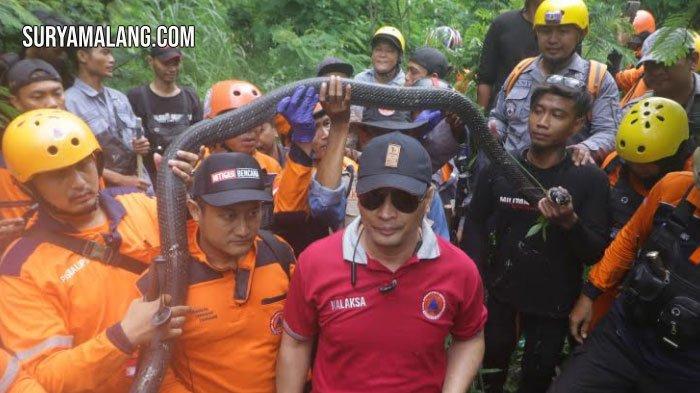 Pelepasan Ular King Cobra Bikin Resah, Petugas Tangkap Lagi di Desa ...