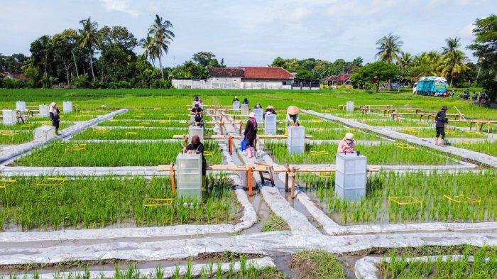 Sunwangi : Sun Rice of Java Banyuwangi, Industri Beras Biofortifikasi ...