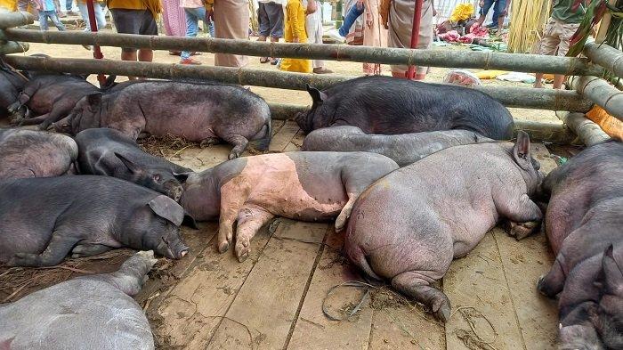 Deretan Istilah Ukuran Babi ala Masyarakat Toraja, Babi Dipeluk Bukan ...