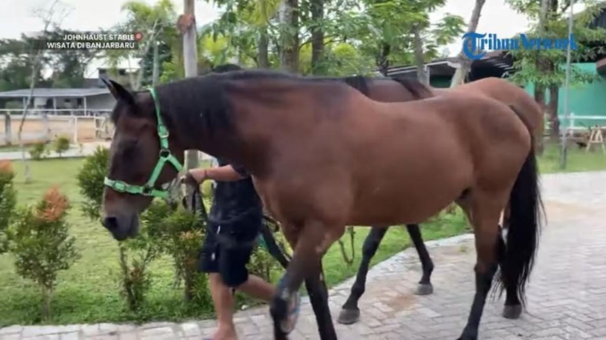 Itinerary Wisata Berkuda di Johnhaus Stable, Banjarbaru Bujet Rp 300 ...