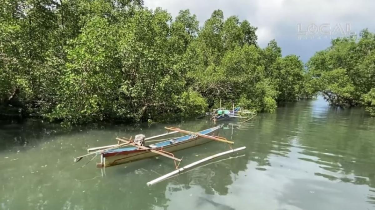Itinerary Mangrove Desa Budo, Minahasa: Healing Berdua Bujet Rp 50 Ribu ...