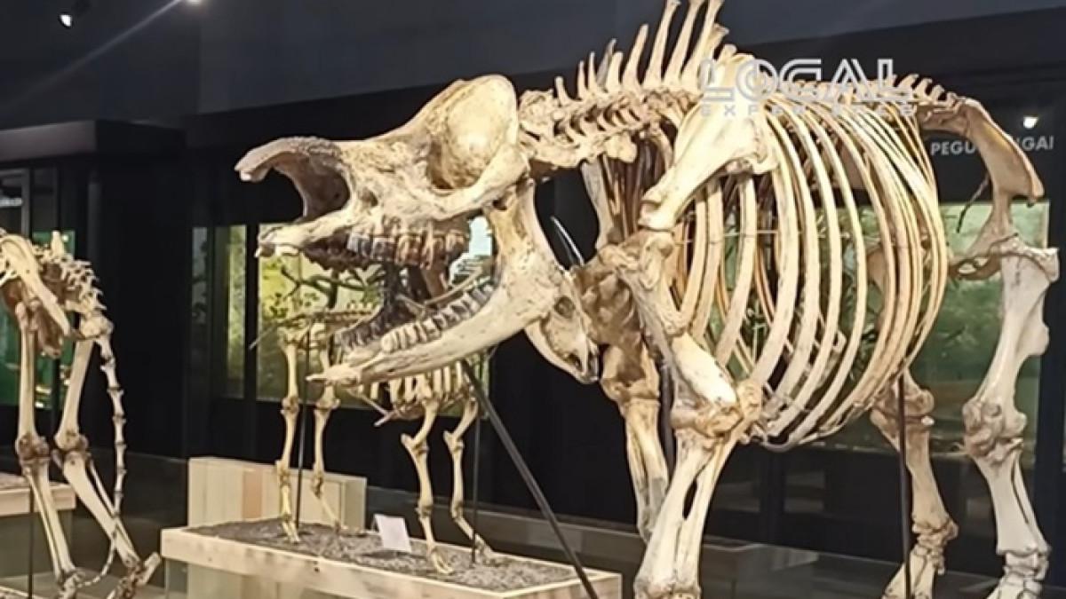 Itinerary Menjelajah Museum Zoologi Bogor Siapkan Bujet Rp 83 Ribuan ...