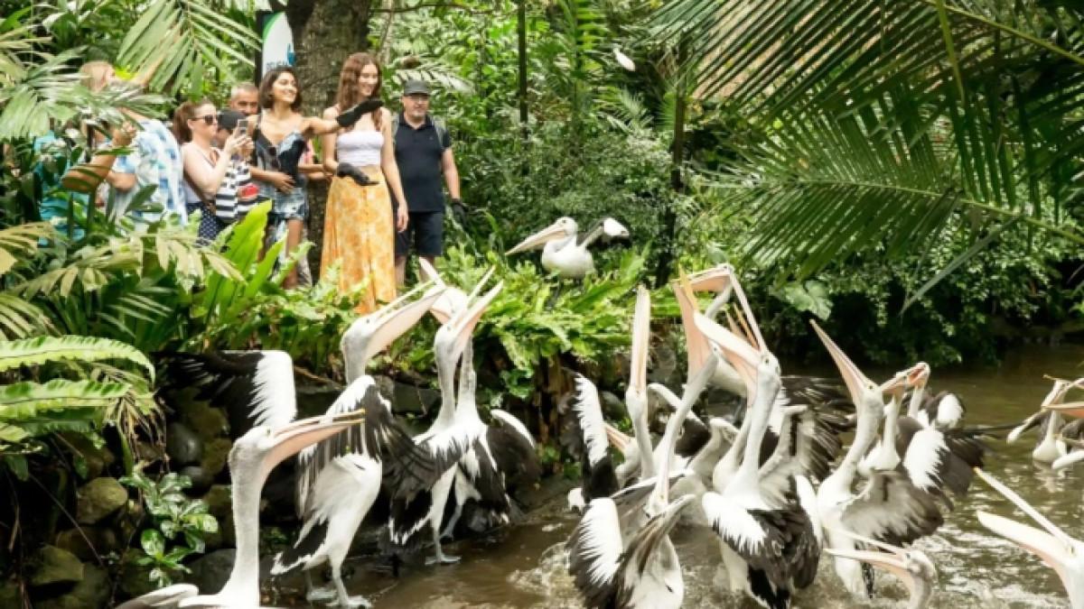 Harga Tiket Masuk Bali Bird Park, Turis Lokal Dapat Diskon 45 Persen ...