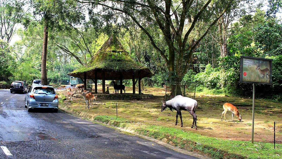 Tiket Masuk Taman Safari Bogor Terbaru Maret 2026, Cek Rute dari ...