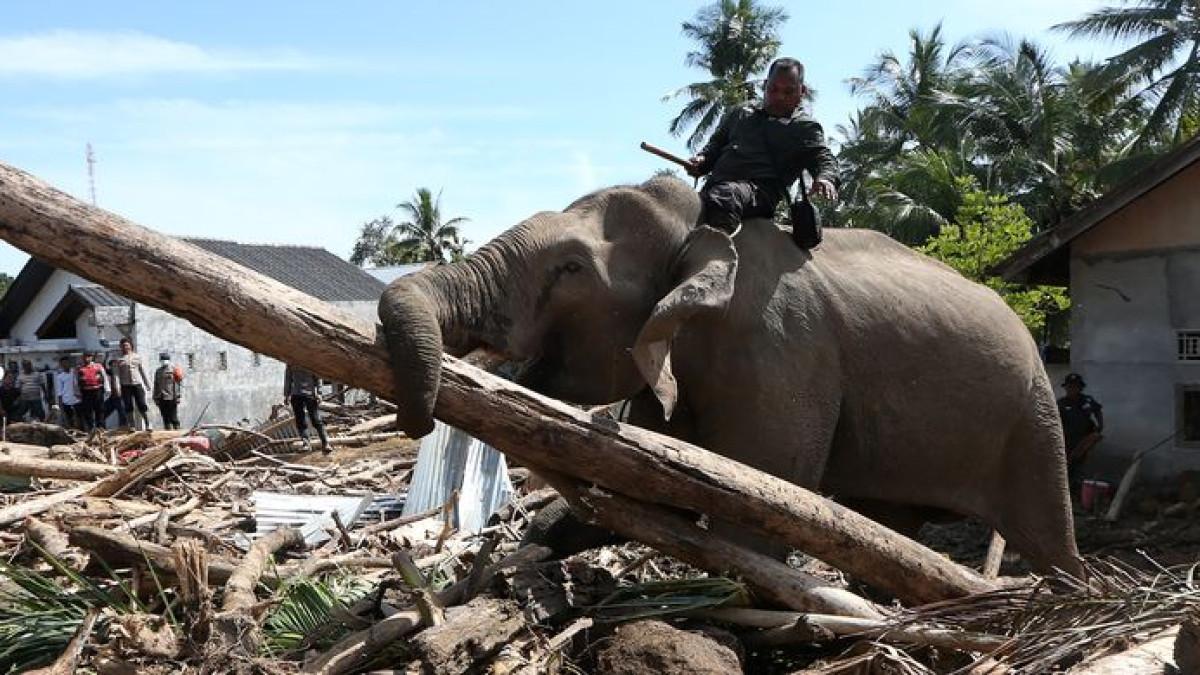 Abu, Mido, Ajis dan Noni: 4 Gajah BKSDA Aceh Bantu Evakuasi, Terlatih ...