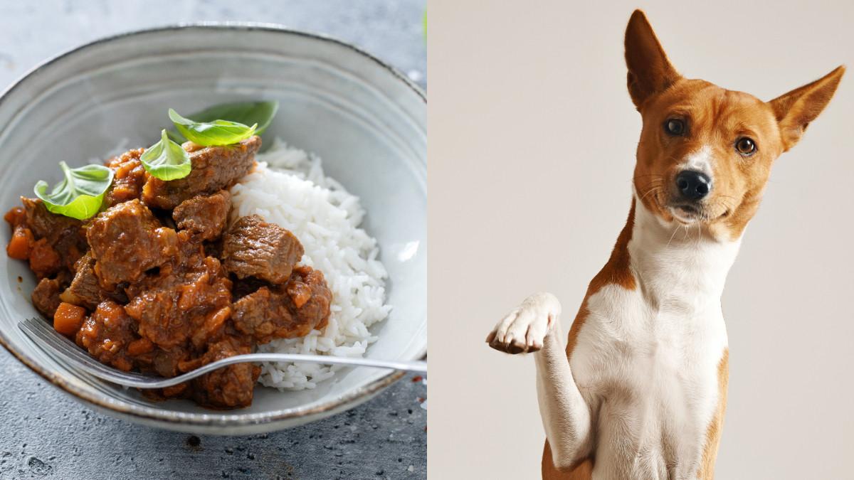 Rumah Makan di Riau Olah Daging Anjing Jadi Rendang dan Sup, Hewan ...