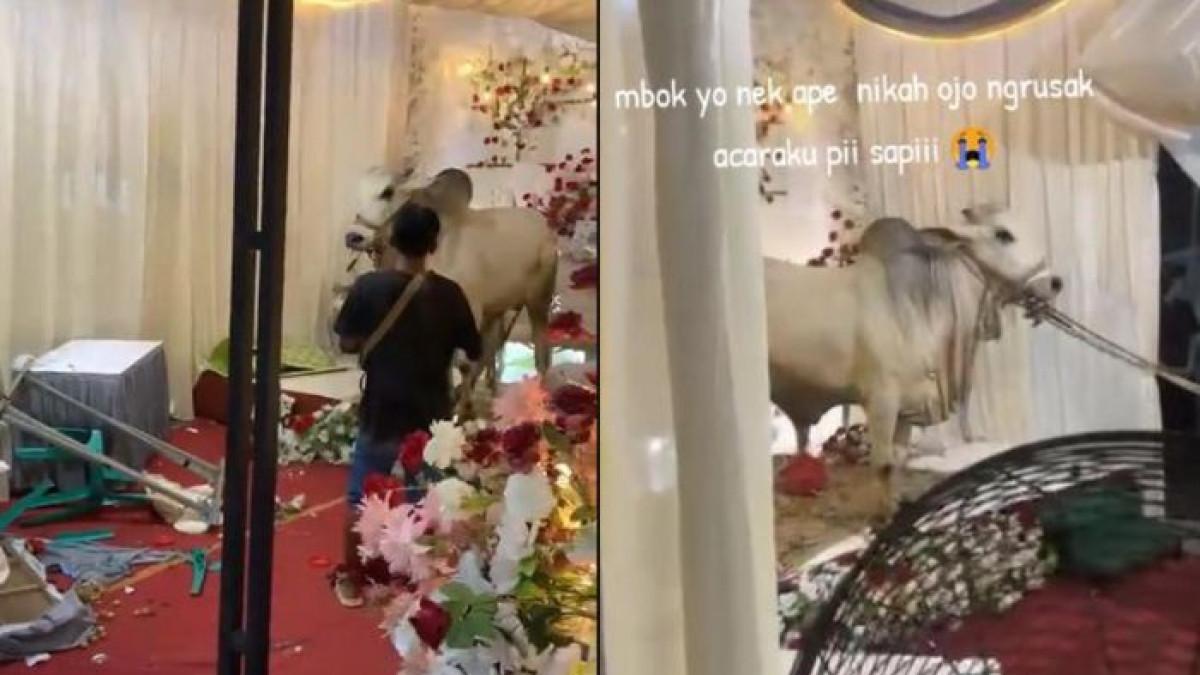 Sapi Kurban Ngamuk hingga Rusak Pelaminan di Purwokerto, Calon ...