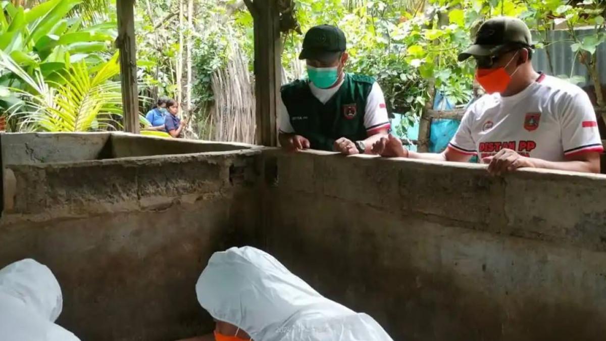 Ratusan Babi di Bali Mati Diduga Terpapar ASF, Pemerintah Akan Siapkan ...