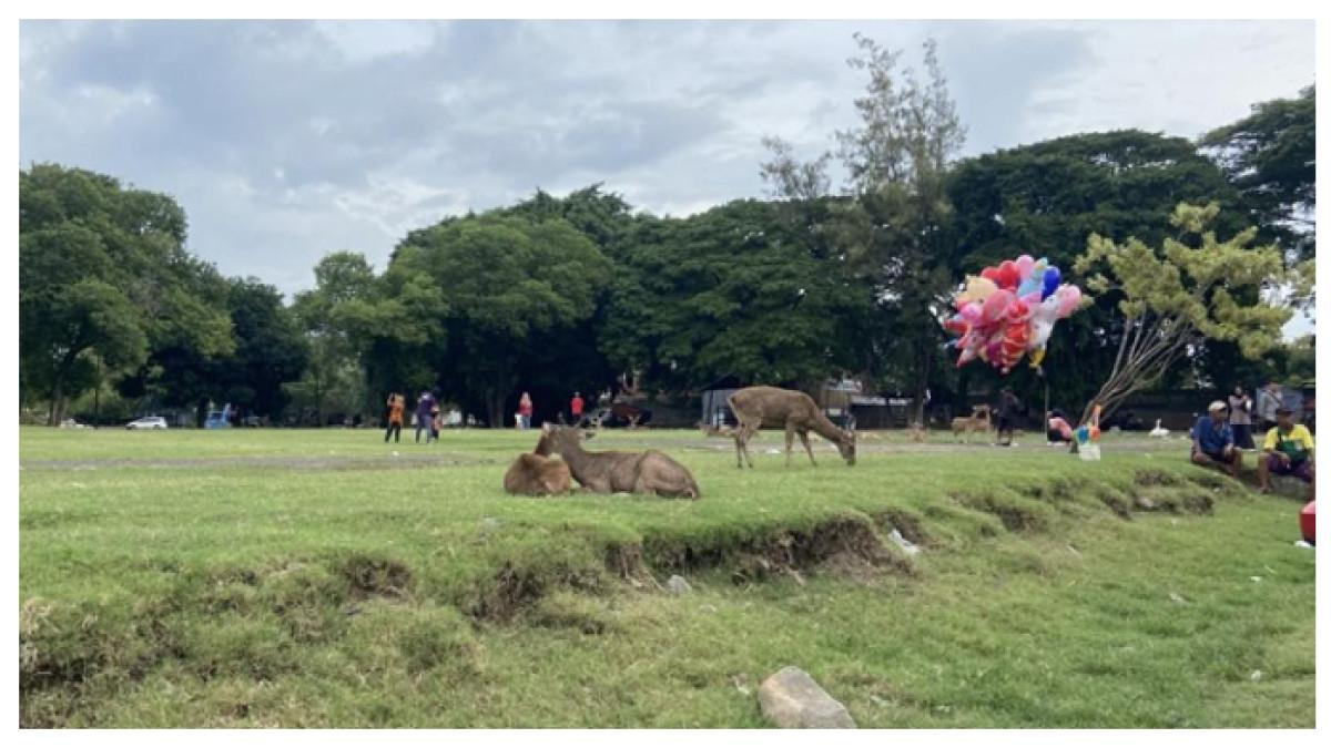 Kolam Segaran di Taman Sriwedari akan Dibuka, Goa Simpan Gamelan ...