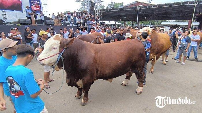 Heboh Ratusan Sapi Adu Gagah di Boyolali, Perebutkan Piala Ketua MPR RI ...