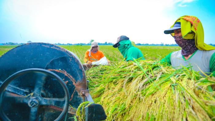 FAO: Produksi Beras Indonesia Naik saat Panen Dunia Diproyeksi Turun di ...