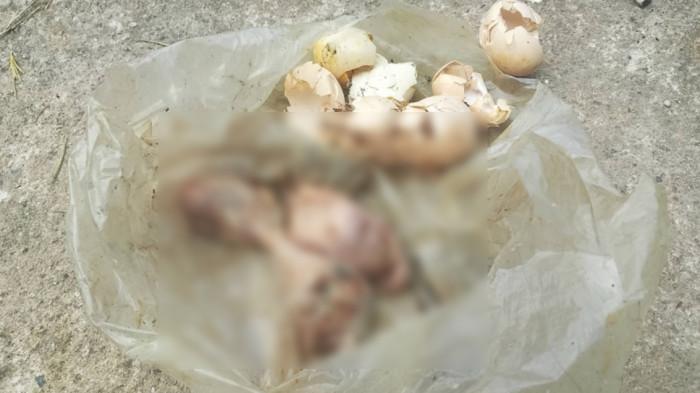 2025 Tempo Diteror Kepala Babi, Kini Floresa Dikirim Kepala Ayam Busuk ...