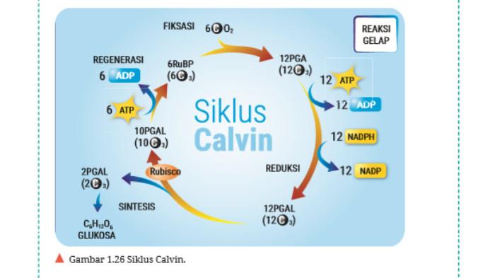 Kunci Jawaban Biologi Kelas 12 SMA Halaman 38: Menganalisis Tahapan ...