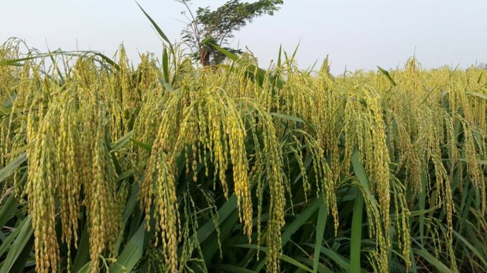 Kementan: Inpago Jagonya Padi Gogo - TribunNews.com