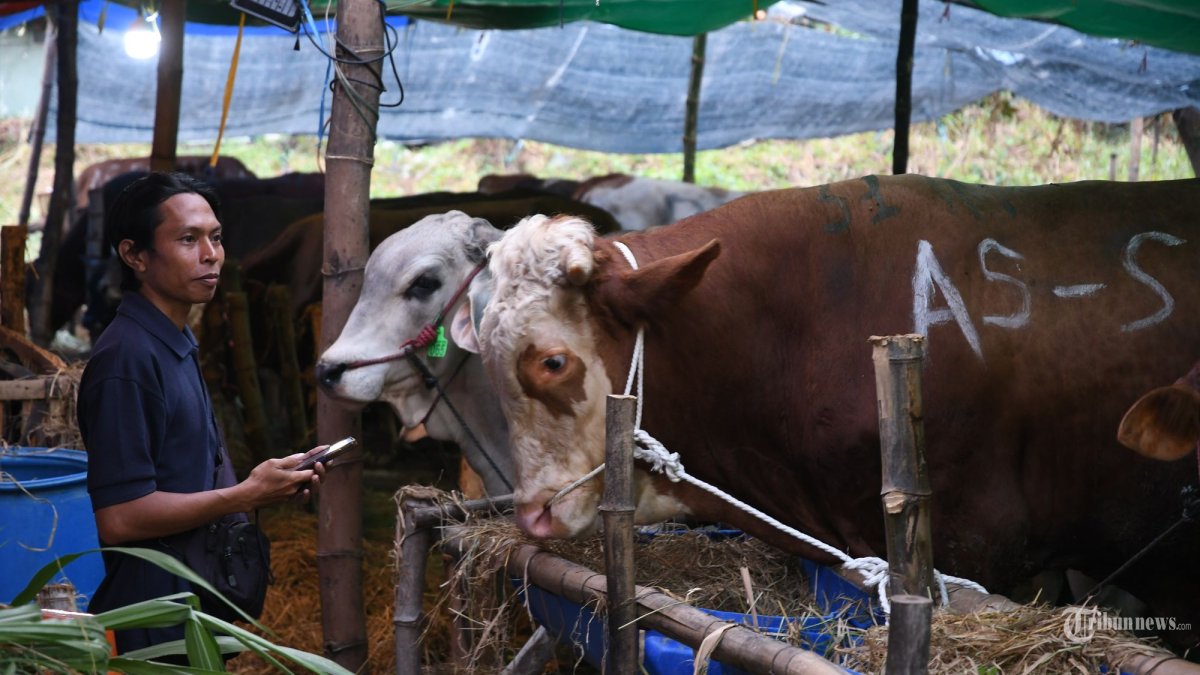 Harga Sapi Kurban 2025 untuk Idul Adha, Cek Daftar Lengkapnya - TribunNews.com