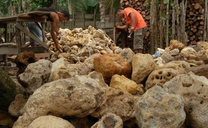 Harga Karet Turun Warga Muratara Pilih Jadi Penambang Batu Tawon ...