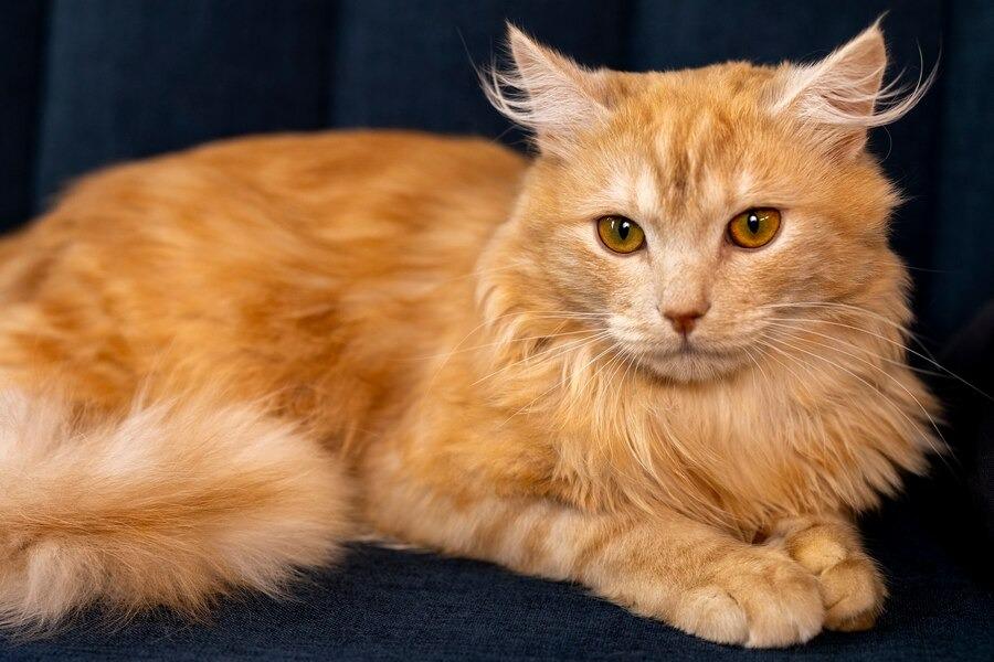 Sosok SH, Orang di Balik Viralnya Temuan Puluhan Bangkai Kucing dalam ...
