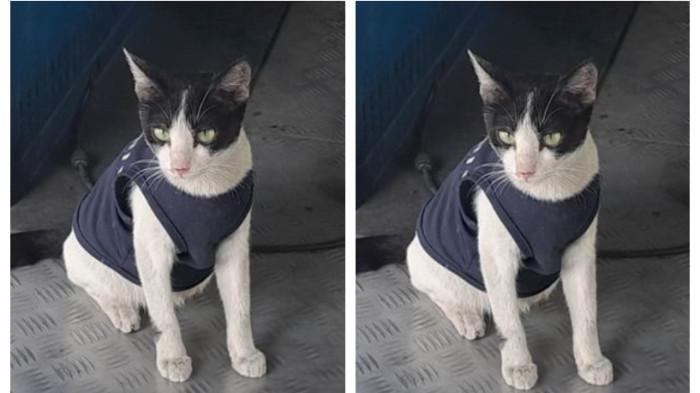 Kisah Kucing Oreo Jadi 'Satpam' Halte Transjakarta Jelambar, Viral di ...