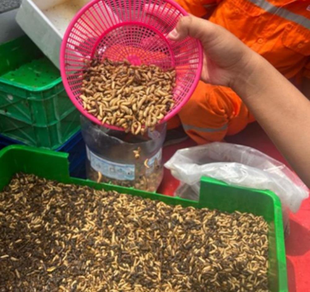 Mengatasi Permasalahan Sampah Melalui Metode Budidaya Maggot ...