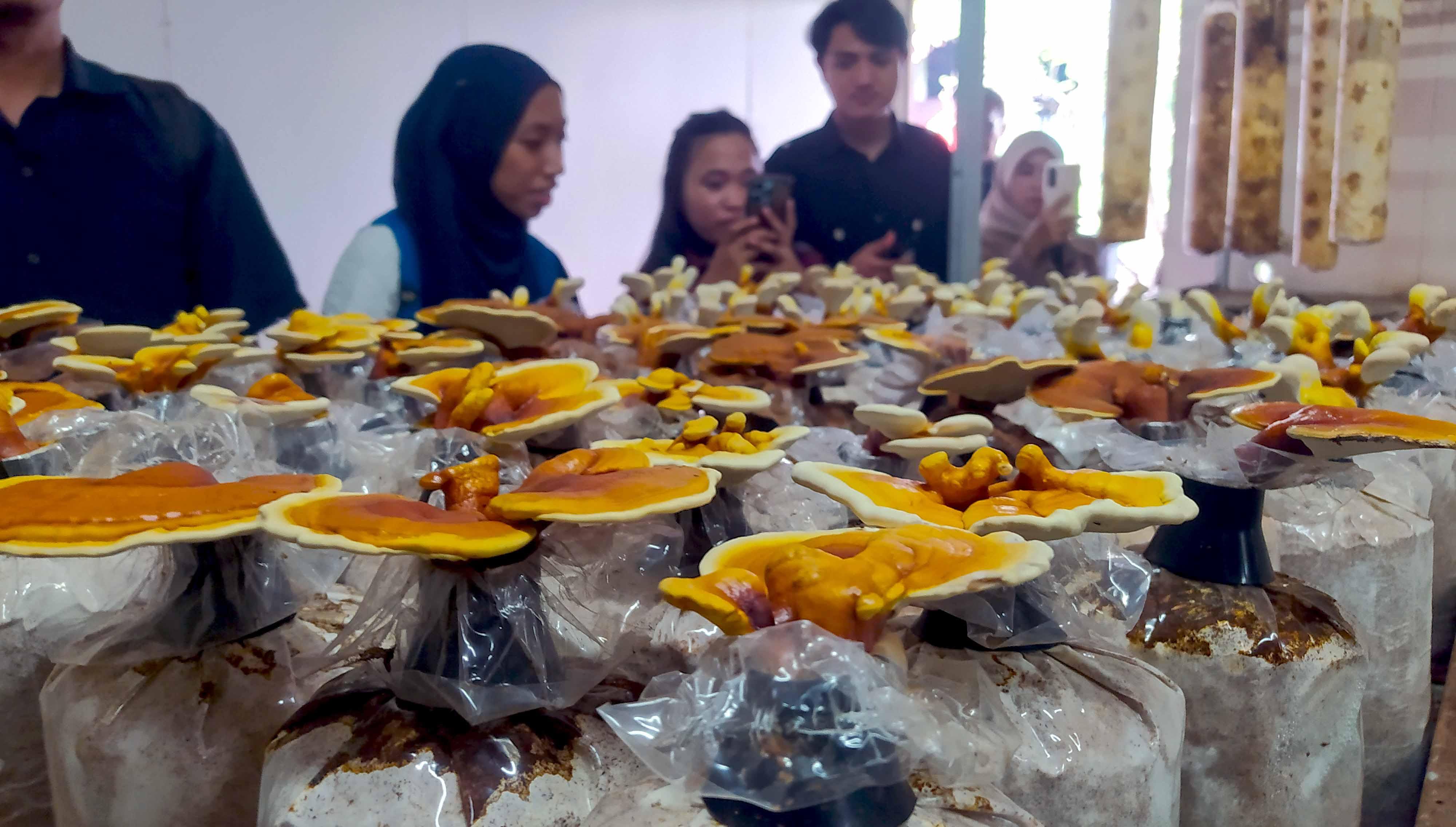 Dari Jamur jadi Makmur, Kesuksesan Hilirisasi ala Jejamuran Jogja ...