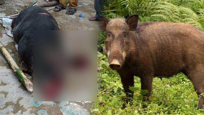 Empat Warga Banyumas Luka-luka Diserang Babi Hutan - TribunNews.com