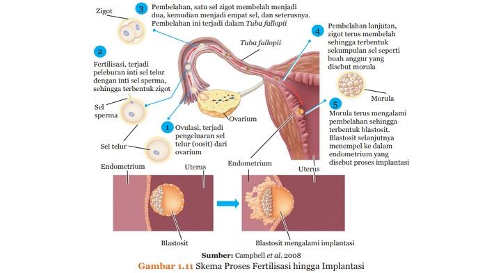 Apa Itu Fertilisasi dan Kehamilan? Simak Pembagian Perkembangan Embrio Menjadi 3 Periode ...