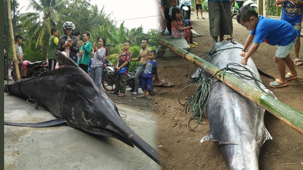 Nelayan Situbondo Tewas Tertusuk Moncong Ikan Marlin, Begini ...