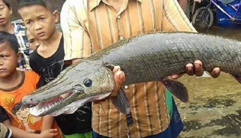 Dinilai Berbahaya, Ikan Aligator Dilarang Dirawat, Dipasarkan, hingga ...