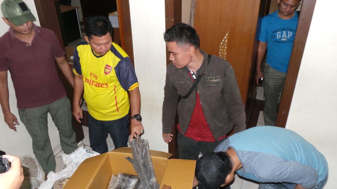 Tulang Harimau dan Beruang Diekspor untuk Obat Tradisional - TribunNews.com