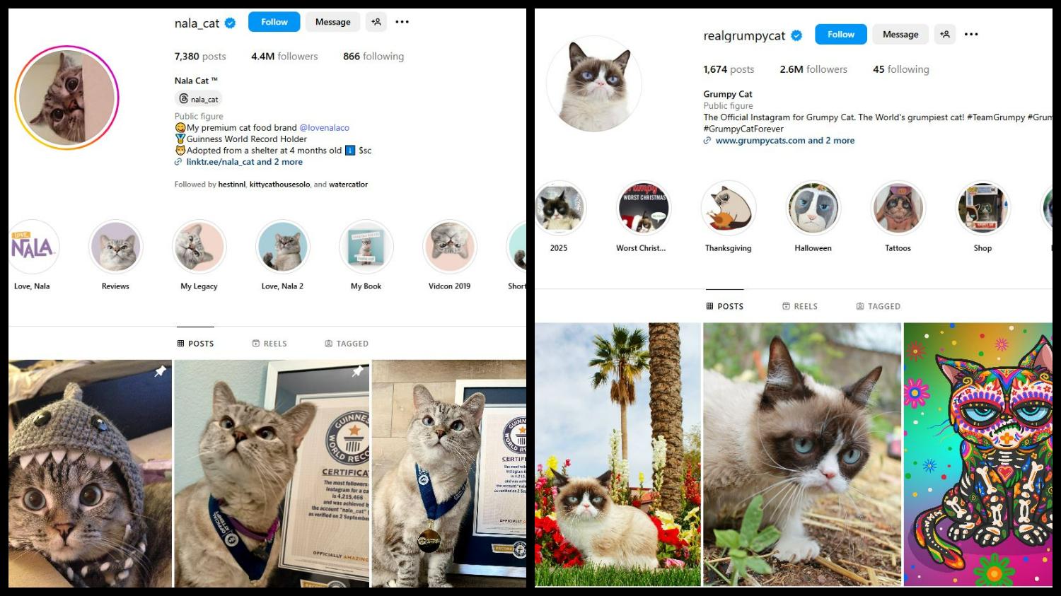 10 Kucing Paling Populer di Instagram: dari Kucing Pemegang Rekor ...