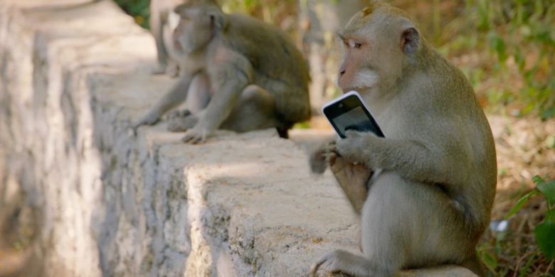 Ketrampilan Monyet Curi Barang di Pura Uluwatu Bikin Ilmuwan Asing ...