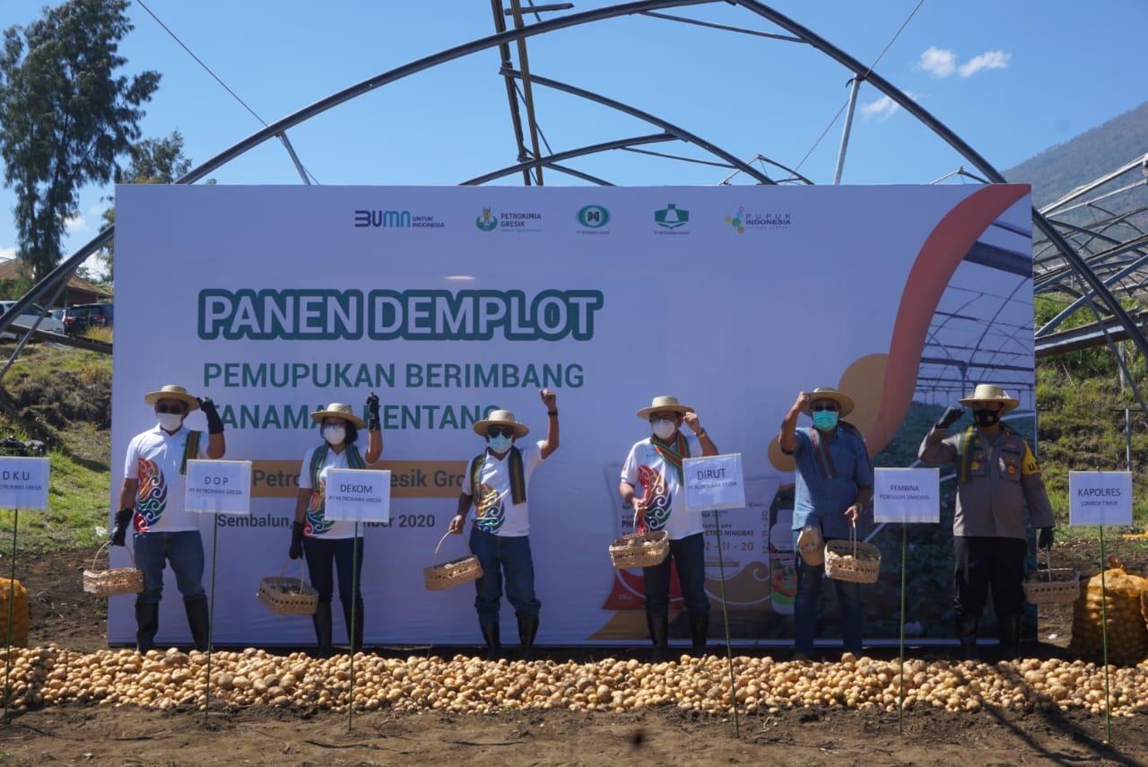 Panen Raya Kentang di Lahan Demplot, Produktivitasnya Naik Dua Kali ...