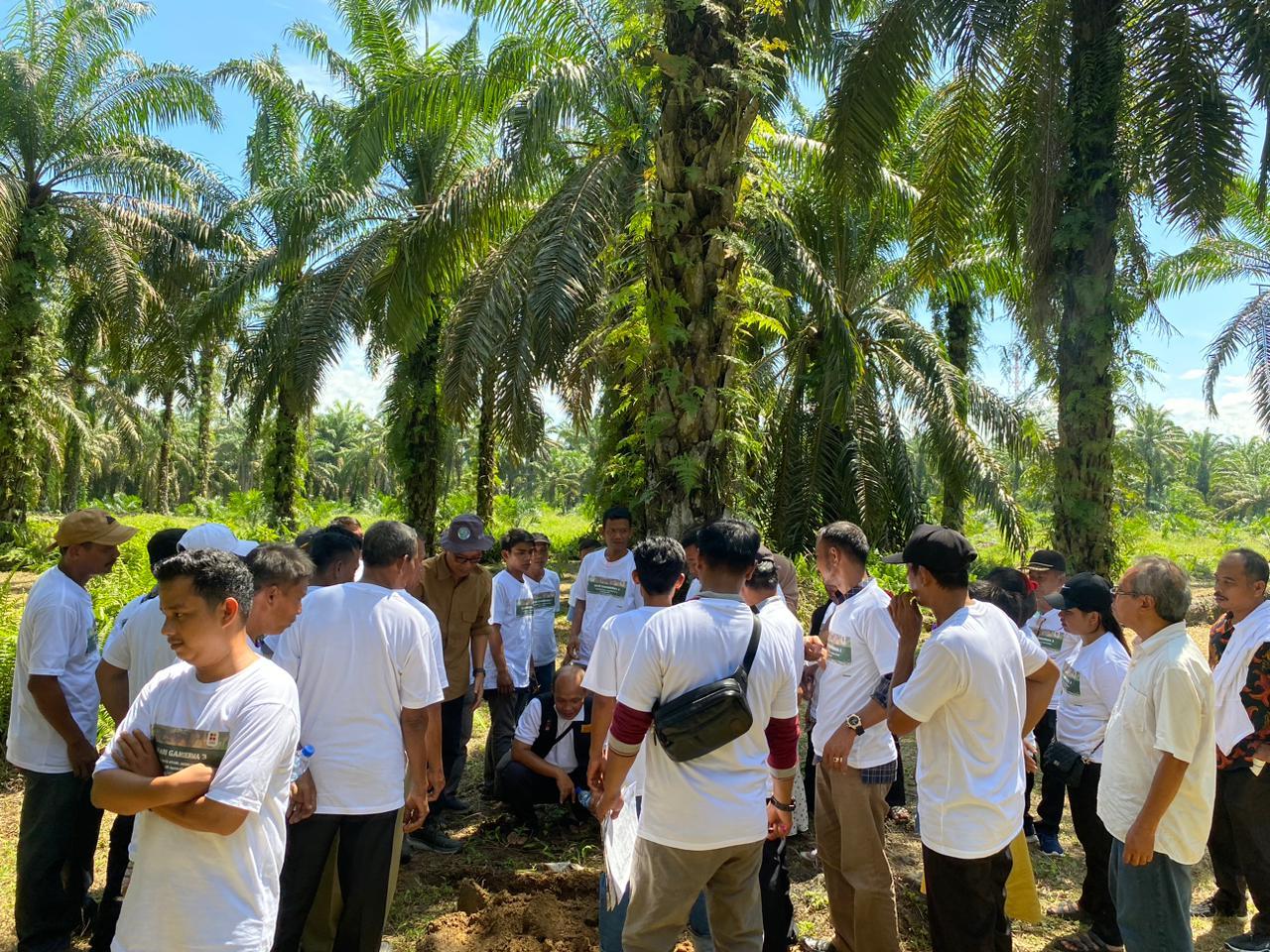 Pengendalian Ganoderma Pemicu Kematian Tanaman Kelapa Sawit harus ...