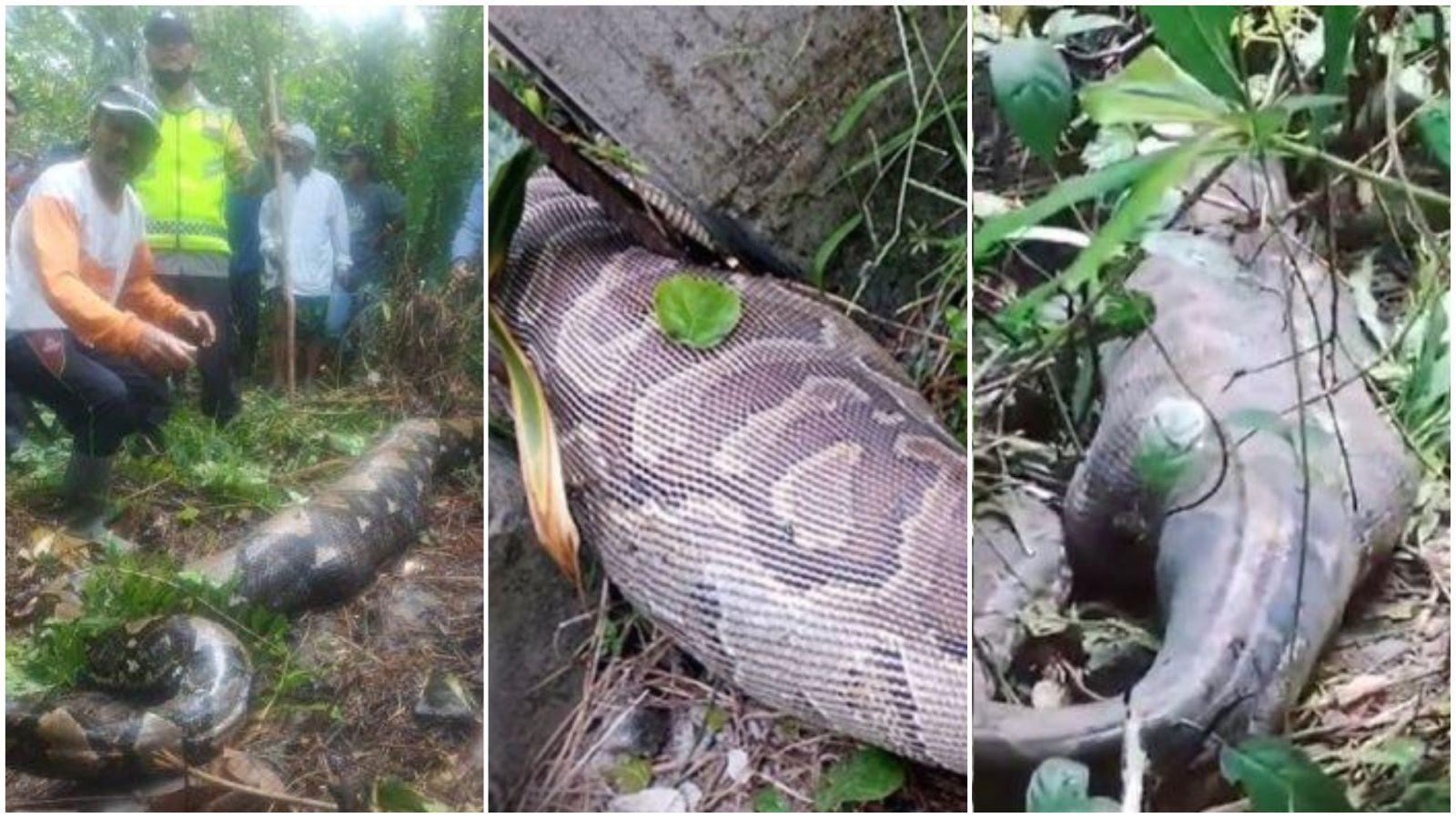 6 Kisah Tragis Manusia Dimangsa Ular Piton, dari Akbar hingga La Noti ...