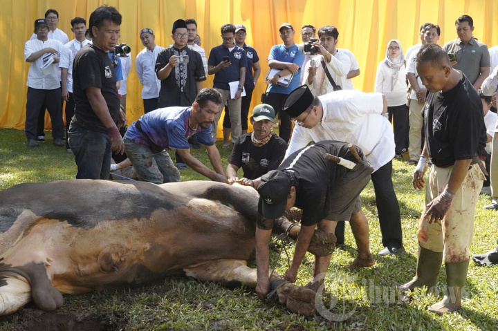 Bank Mandiri Salurkan 2.529 Hewan Kurban ke Seluruh Indonesia, Foto 2 ...