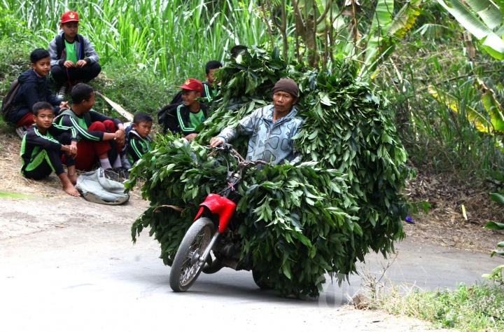 Angkut Daun Sobsi Untuk Pakan Sapi, Foto 4 #1808475 - TribunNews.com